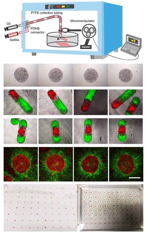 Precision cancer medicine by phenotypic imaging-LImIT Tsinghua University