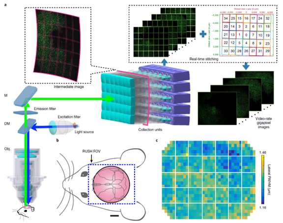 Intravital Mesoscopy-LImIT Tsinghua University